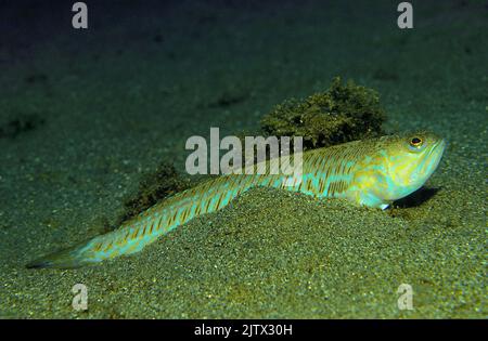 Greater Weever Trachinus draco weaver fish weever fish weeverfish ...
