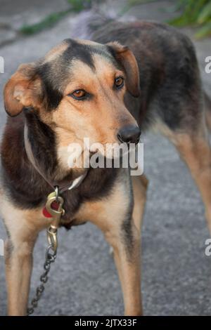 new zealand huntaway dog with sheep Stock Photo - Alamy