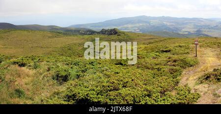 Azores. National flower of Azores Stock Photo - Alamy