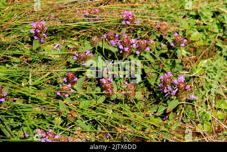 Azores. National flower of Azores Stock Photo - Alamy