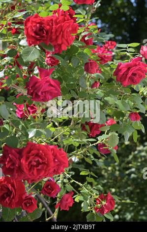 A vertical shot of the beautiful roses climbing the wooden construction ...