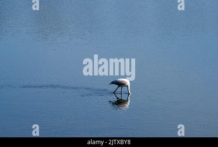 Lido di Volano (Fe), Italy, a flamingo in a fishing valley Stock Photo ...