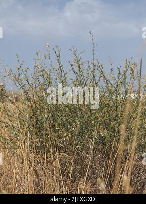 The great drought that devastated the world Stock Photo - Alamy