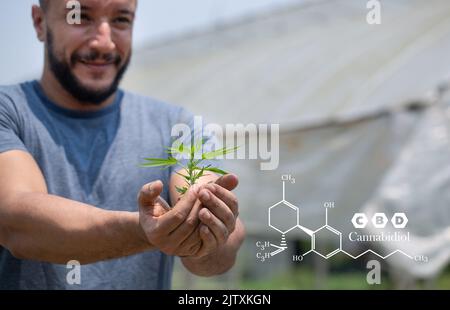 Cannabis plants with the CBD chemical formula. Cannabidiol molecule ...