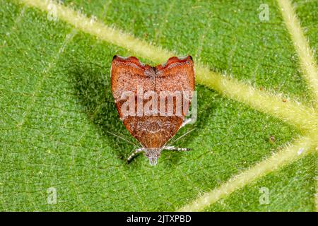Choreutis nemorana, fig leaf roller Moth Stock Photo - Alamy