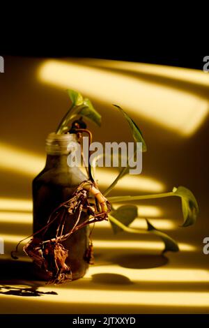 close up dirty vase bottle with plant isolated on green background ...