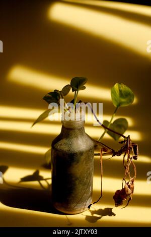 close up dirty vase bottle with plant isolated on green background ...