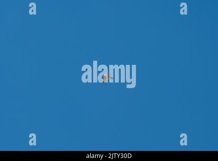 A beautiful shot of the silhouette of a European bee-eater flying in ...