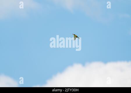 A beautiful shot of the silhouette of a European bee-eater flying in ...