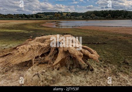 Chew Valley drought 2022 heatwave Stock Photo - Alamy