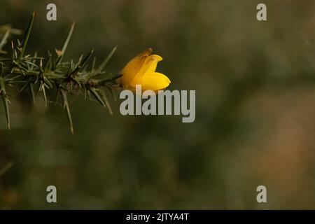 Yellow Thorned Common Gorse in Flower Stock Photo - Alamy