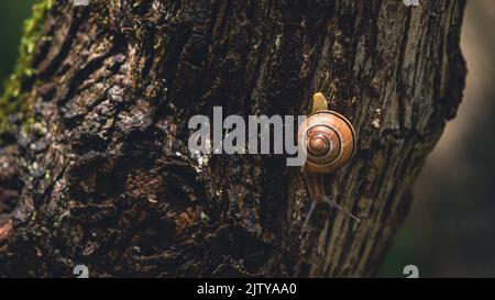 Closeup shot of tree snail shell on a wooden surface Stock Photo - Alamy