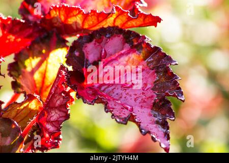 Begonia plant on natutal background Stock Photo - Alamy