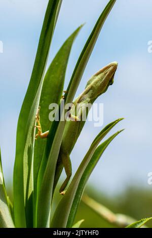 A lizard on a pineapple plant Stock Photo - Alamy