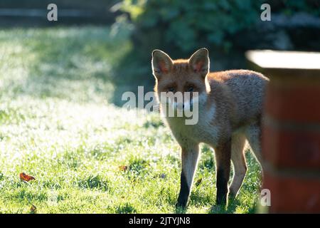 fox adult winter dew morning Stock Photo - Alamy