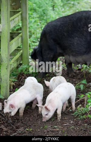 Pig (Sus domesticus) in the Cotswolds Gloucestershire England uk Stock ...