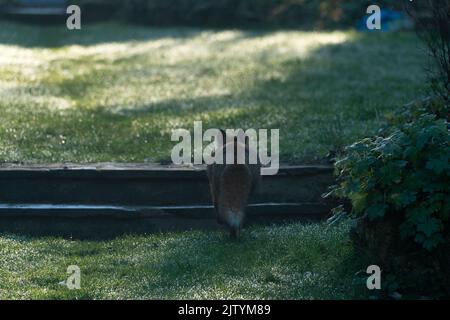 fox adult winter dew morning Stock Photo - Alamy