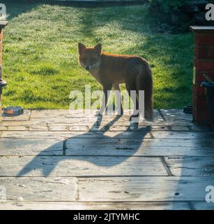 fox adult winter dew morning Stock Photo - Alamy