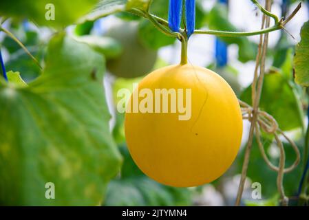 Fresh golden melon in farm Stock Photo - Alamy