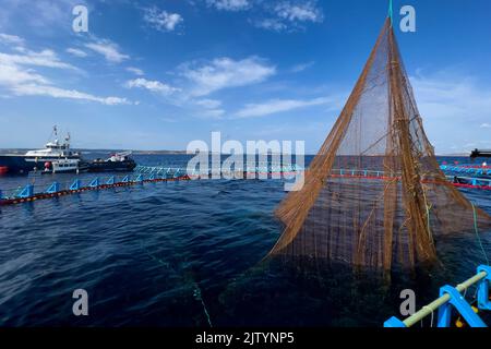 Xemxija. 1st Sep, 2022. Photo taken on Sept. 1, 2022 shows a bluefin ...