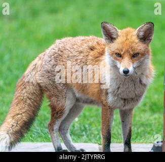 vixen fox healthy summer Stock Photo - Alamy
