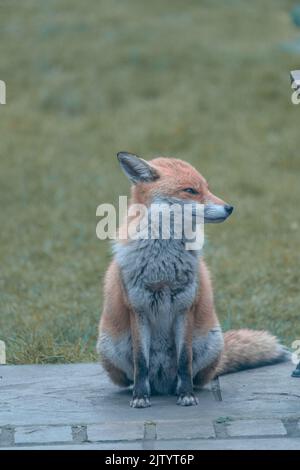 vixen summer healthy fox urban Stock Photo - Alamy