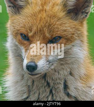 vixen summer healthy fox urban Stock Photo - Alamy