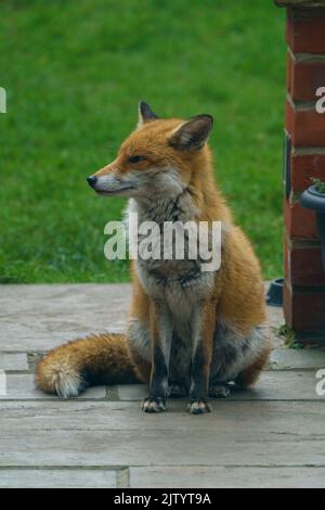 vixen summer healthy fox urban Stock Photo - Alamy