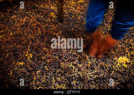 traditional grape treading on foot Stock Photo - Alamy