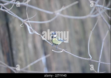 Colored little bird in the Valentino Park Stock Photo - Alamy