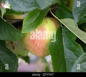 Malus domestica 'Saturn' Stock Photo - Alamy