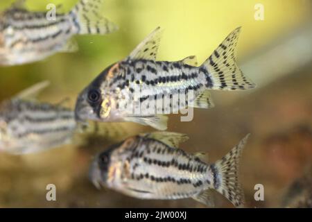 The bands-catfish (Corydoras schwartzi) a popular ornamental fish Stock ...