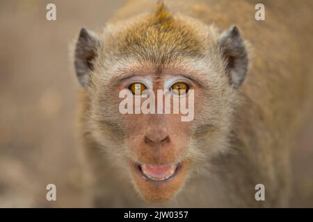 portrait angry monkey face expression Stock Photo - Alamy