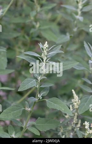 Fat hen Chenopodium album flower Stock Photo - Alamy