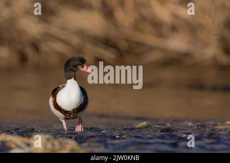 Common shelduck in natural habitat (Tadorna tadorna Stock Photo - Alamy