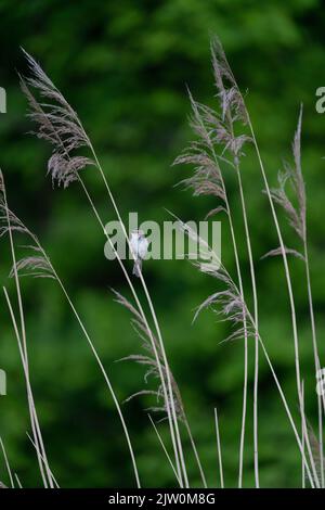 A selective focus shot of sedge warbler sitting on common reed growing ...