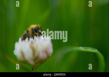 Honey bee on white clover flower, collecting nectar; with copy space ...
