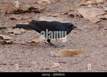 Chopi Blackbird (Gnorimopsar chopi chopi) adult feeding on the ground ...