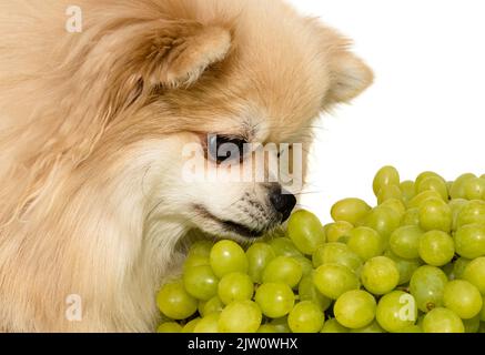 Pomeranian spitz eats fruit on a white background. Spitz isolate with ...