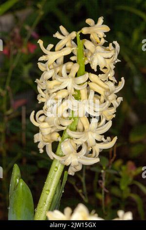 Pale yellow perfumed flowers of Hyacinth orientalis 'Yellowstone ...