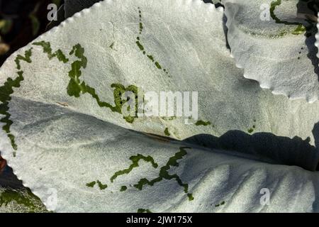Close up Senecio candidans Angel Wings, Senecio candidans ‘Senaw’PBR ...