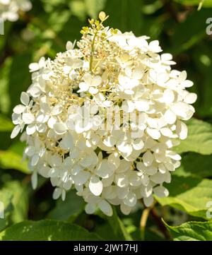 Hydrangea Paniculata ‘Phantom', natural close-up plant / flower ...