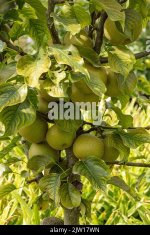Delicious Asian Pear ‘Kosui’, close up natural environmental fruit ...