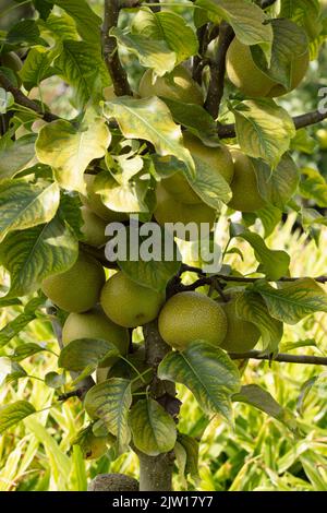 Delicious Asian Pear ‘Kosui’, close up natural environmental fruit ...
