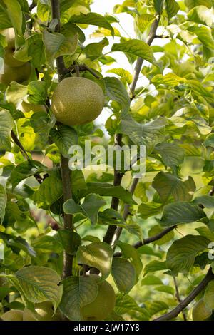 Delicious Asian Pear ‘Kosui’, close up natural environmental fruit ...
