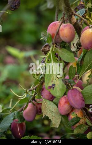 Prolific Plum 'Saint Julien’, close up natural fruit portrait Stock ...