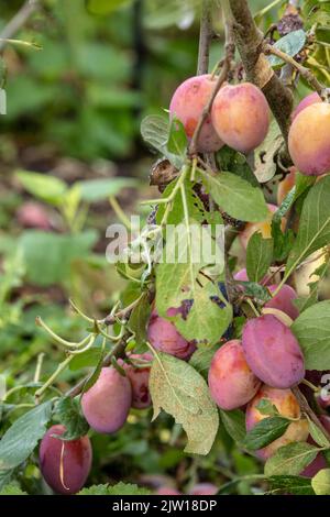 Prolific Plum 'Saint Julien’, close up natural fruit portrait Stock ...