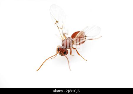 Cynipid Wasp (Cynipini) isolated on white background Stock Photo - Alamy