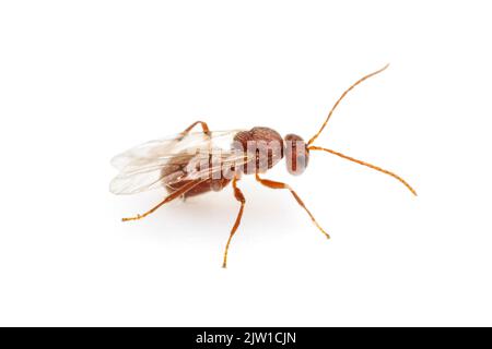 Cynipid Wasp (Cynipini) isolated on white background Stock Photo - Alamy