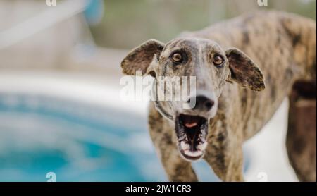 Brindle greyhound barking in a garden with a swimming pool Stock Photo ...